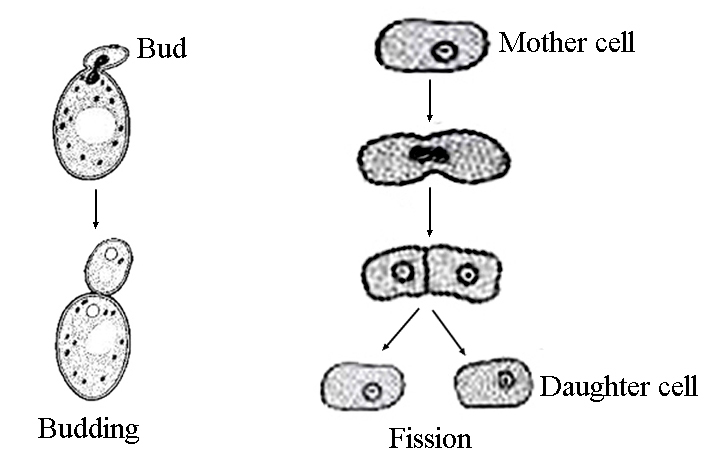 SACCHAROMYCES - CLASSIFICATION, VEGETATIVE STRUCTURE, REPRODUCTION ...