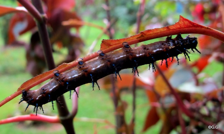 Nature Wonders Gershonized: More New Guinea insects זחלים עכבישים ...