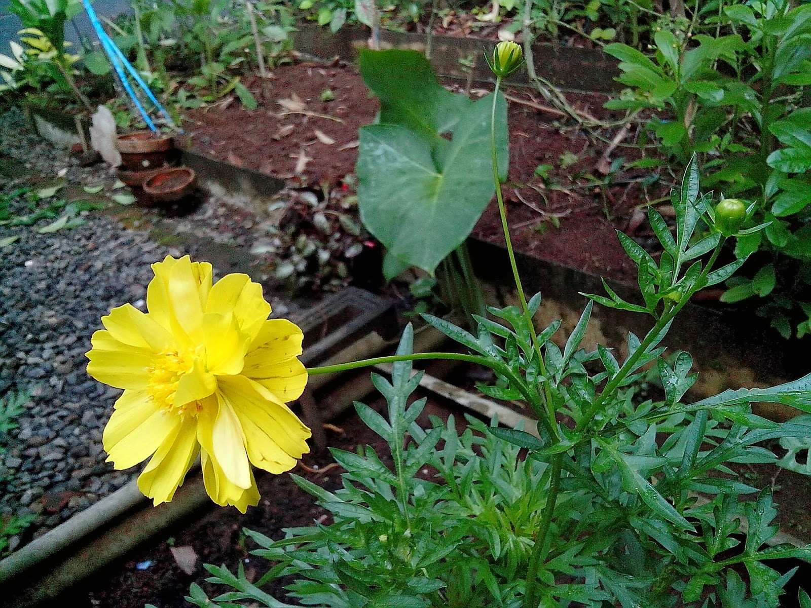 Endah Murniyati's Journey: KENIKIR KUNING - YELLOW COSMOS