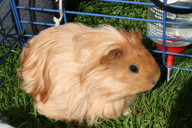 Guinea Pigs Club Malaysia Official Guinea Pigs Club Malaysia Official