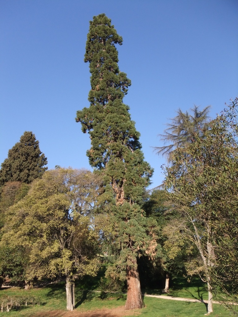Árboles de la Fuente del Berro: Secuoya gigante (sequoiadendron giganteum).