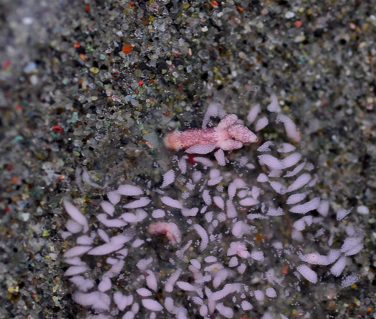 Buzz's Marine Life of Puget Sound: Sand Collar Season....or More Tiny ...
