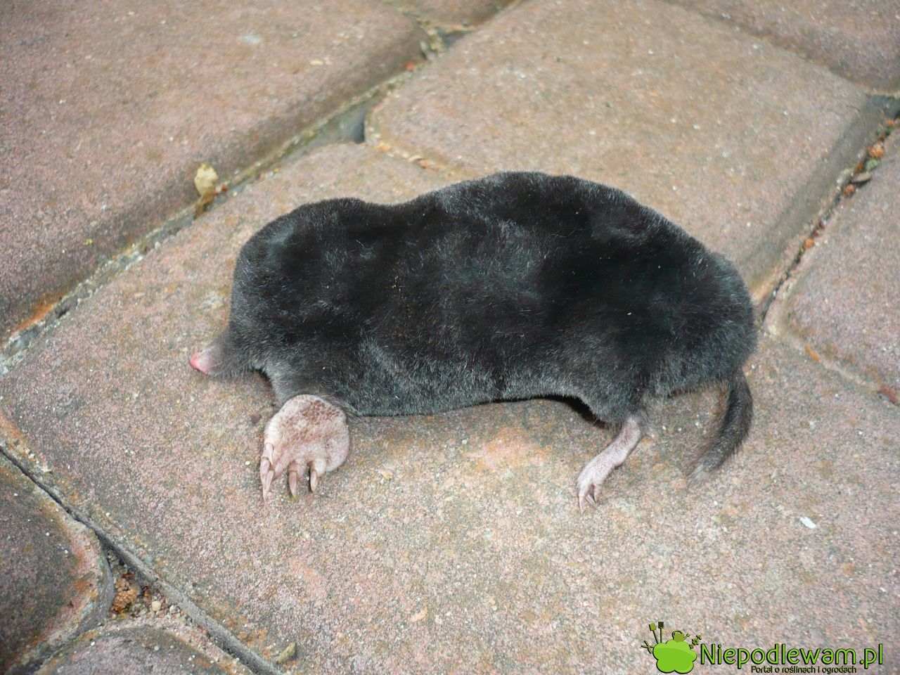 niepodlewam: Sposoby na krety – domowe i chemiczne