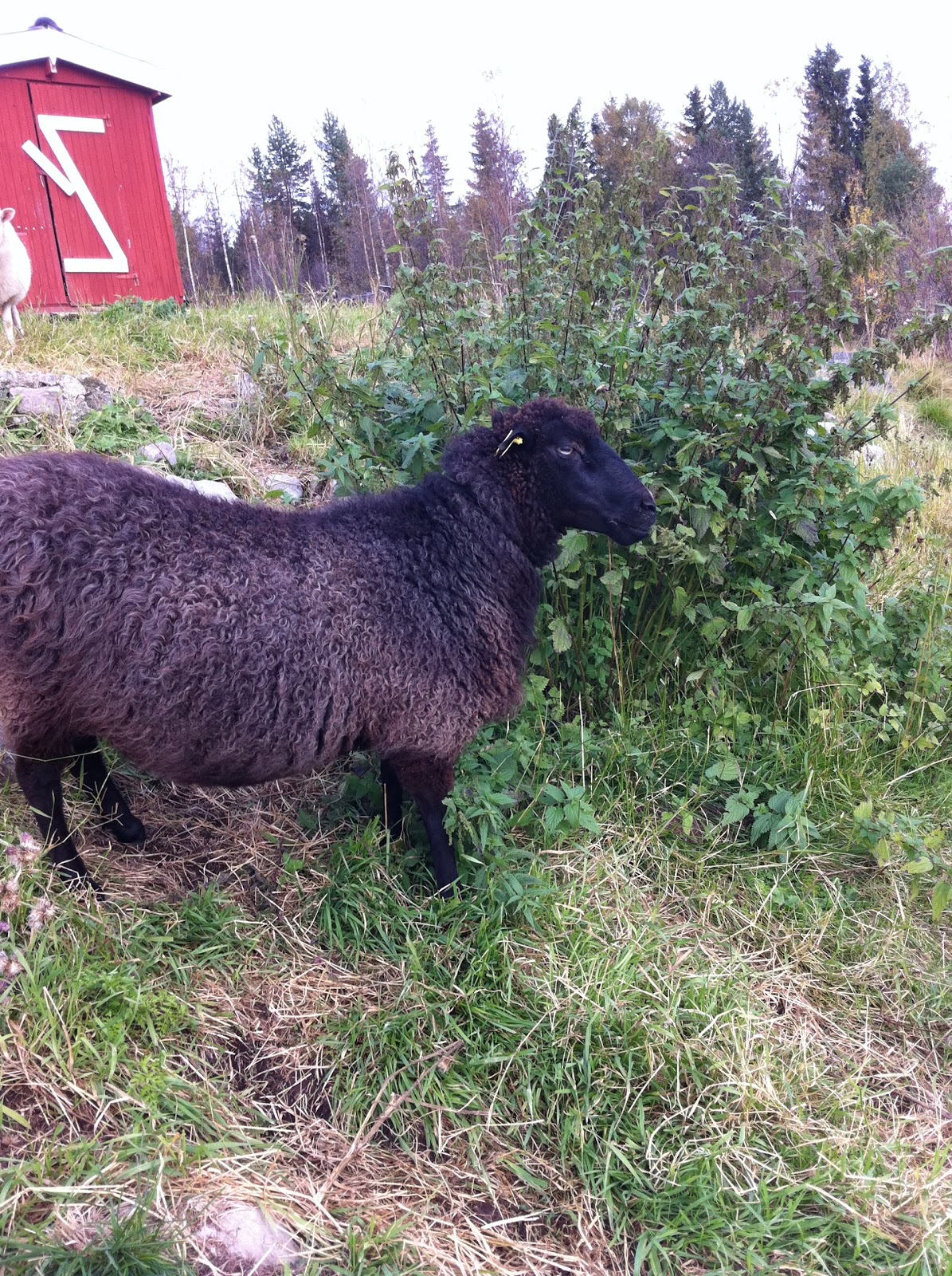 Lykkesau - Om sau, ull og livskvalitet: Sauegalleri