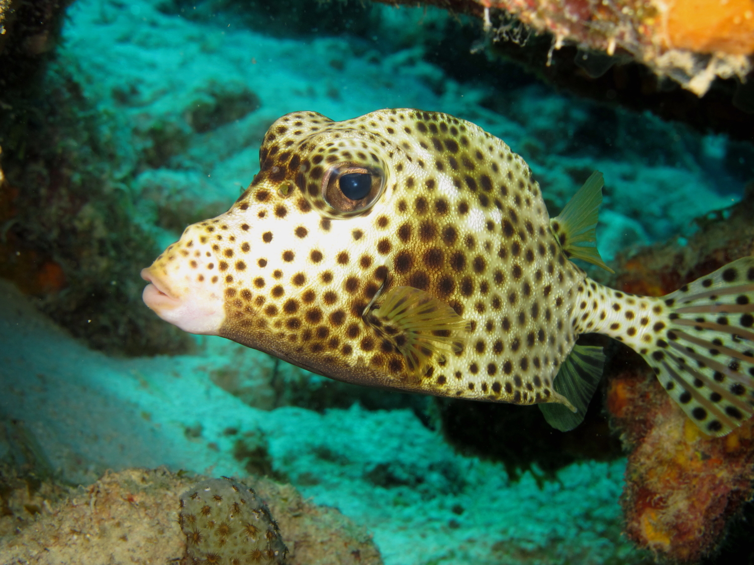 Rambling Jill: Spotted trunkfish