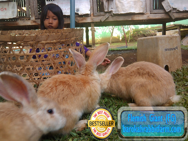 Mengenal Ciri-Ciri Kelinci Pedaging Ras Flemish Giant (FG) - Barokah ...