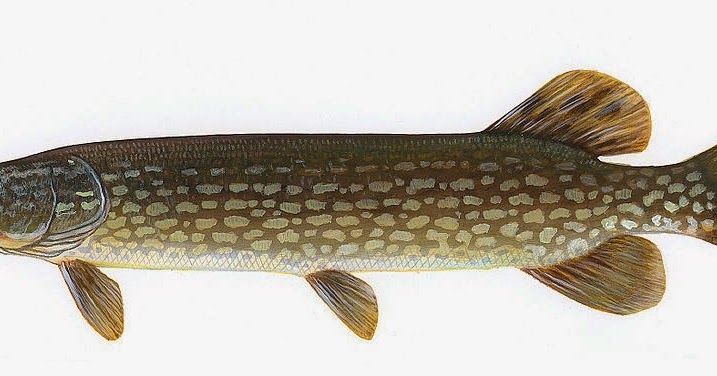 Utah Fisherman: Northern Pike