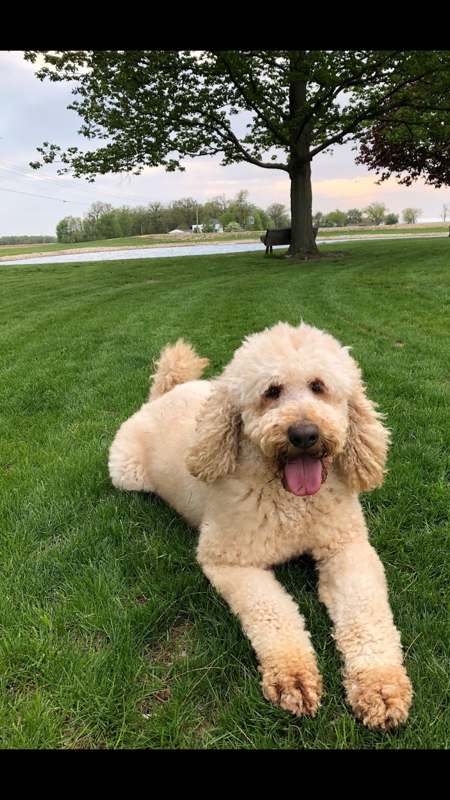 Manns Best Friend ~ CKC Multi-Generational Labradoodles ~ Ohio: Dams