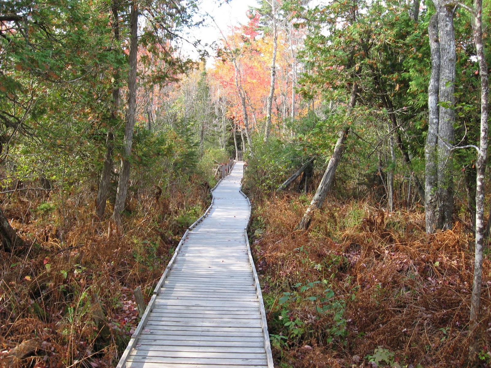 Orono Bog