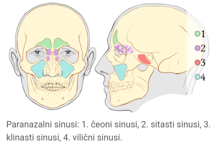 Latinski jezik za medicinske škole: PARANAZALNI SINUSI