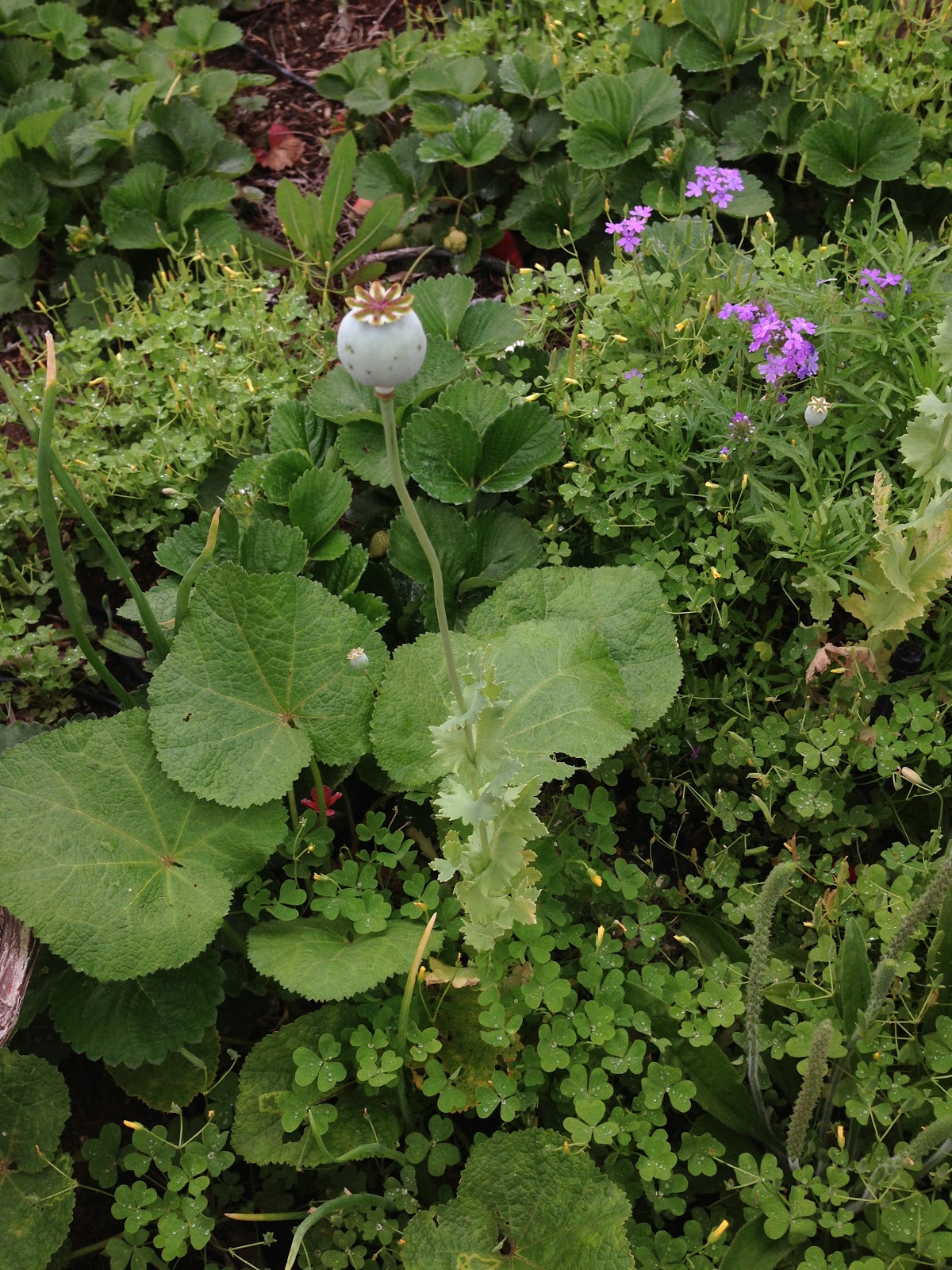 Hill Country Herbalist