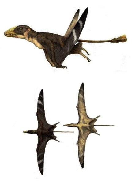 Blog de la Vida Prehistórica: Los primeros Pterosaurios