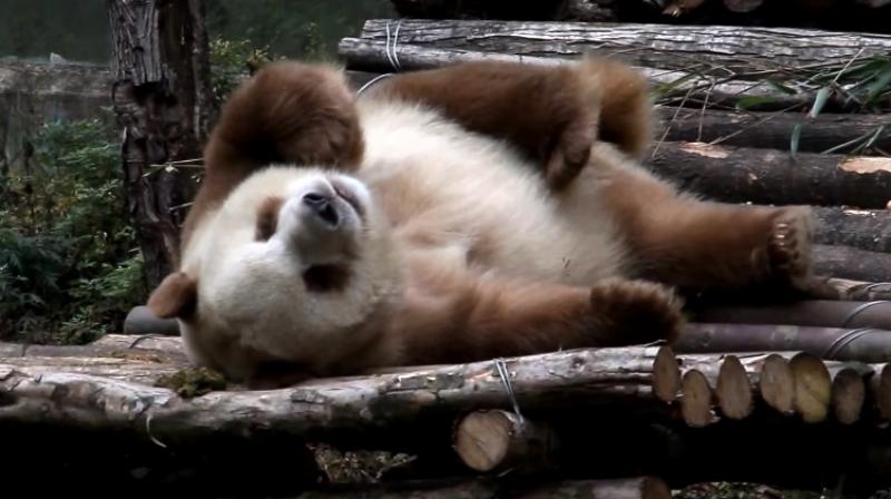 Facts Of World: Qizai- The only Brown Panda! in the World