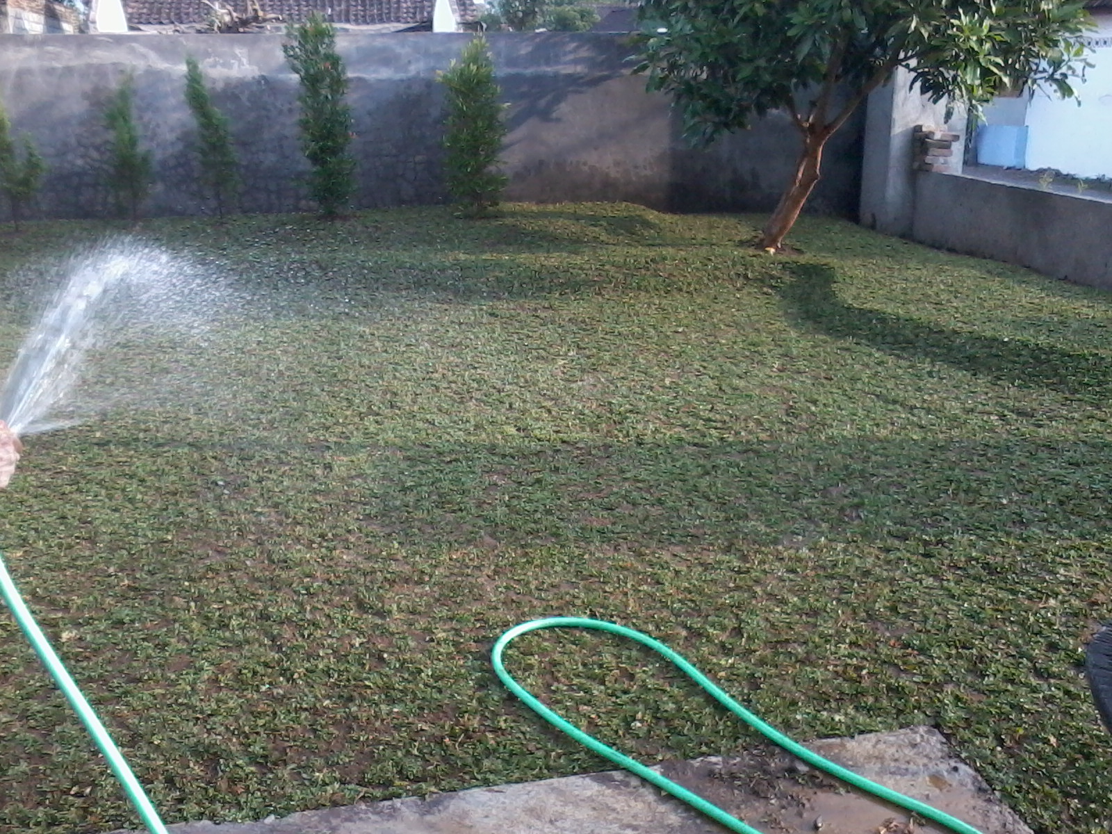 tanam rumput gajah mini blitar bendosari Juli Tahun 2022 ~ JUAL RUMPUT ...