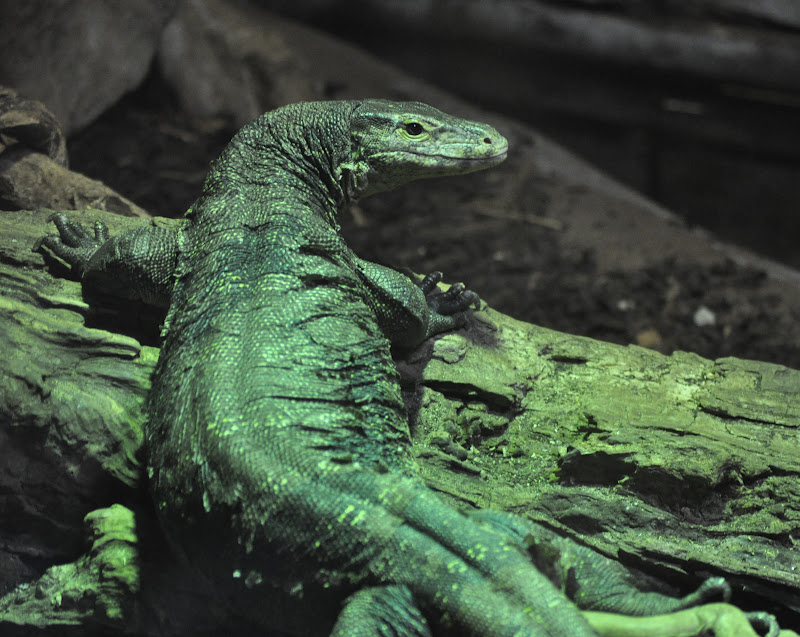 ZOOTOGRAFIANDO (6.096 ANIMALS): VARANO ACUÁTICO / ASIAN WATER MONITOR ...