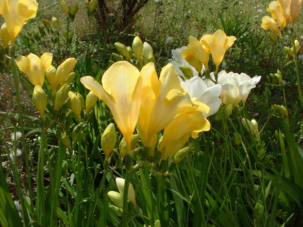 flowers for flower lovers.: Freesia flowers pictures.
