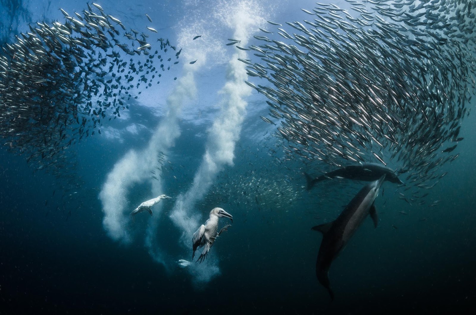"This underwater predation is the most exciting and powerful behavior ...
