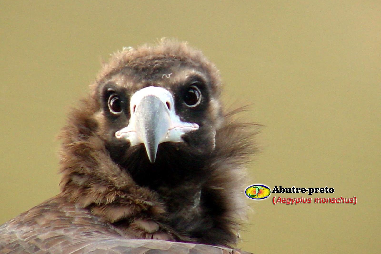 Zoologia: Abutre-preto (Aegypius monachus)