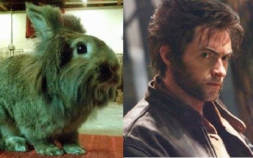 Rabbit Ramblings: Couple of new bunny-human look-a-likes