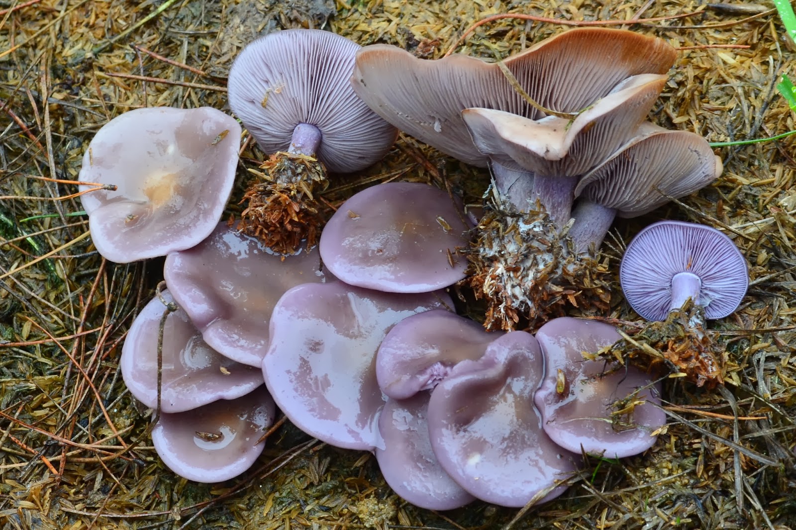 Setas Extremadura : Lepista Sordida