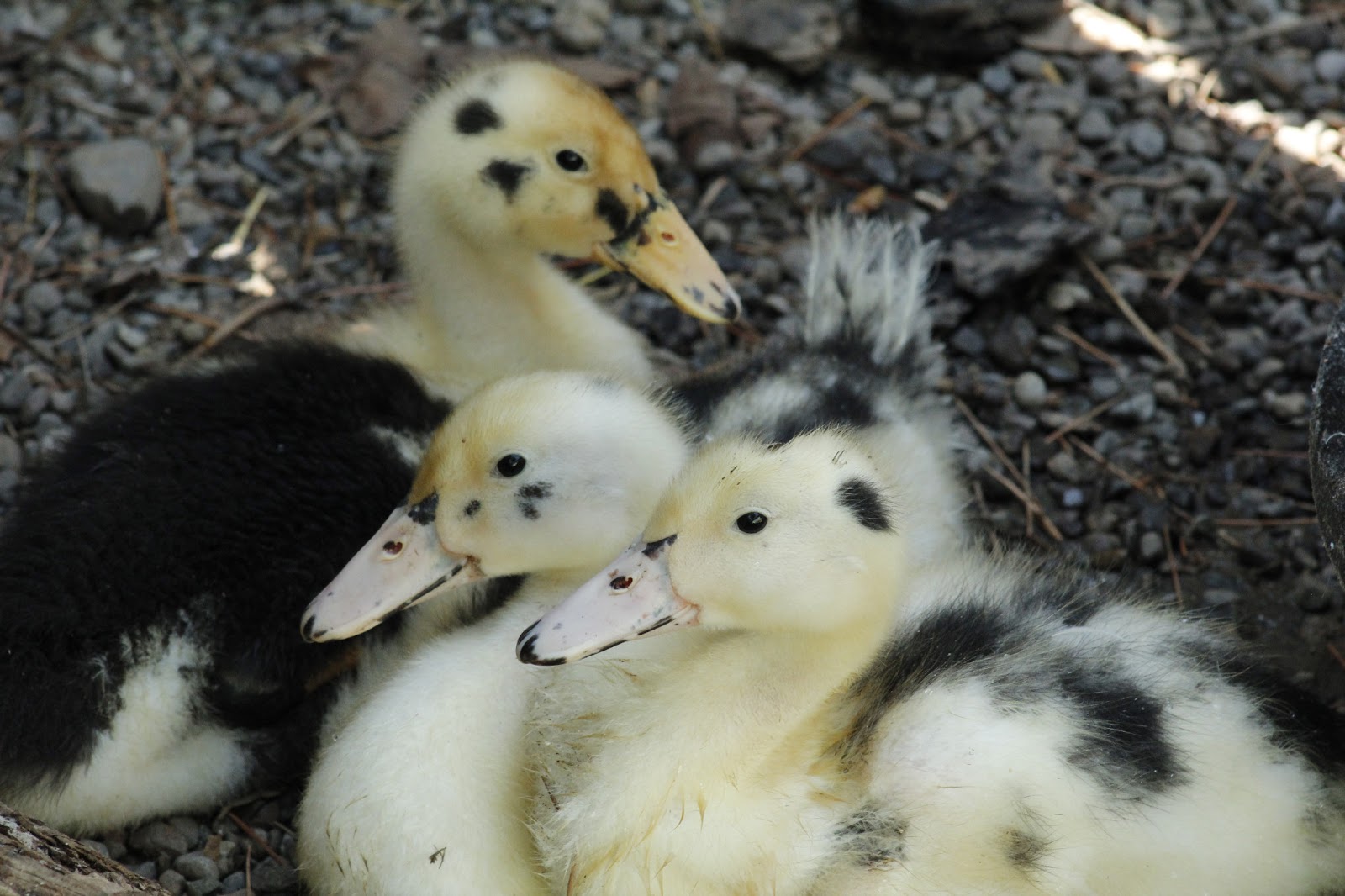 Mama Gone Green: Meet our Ducks