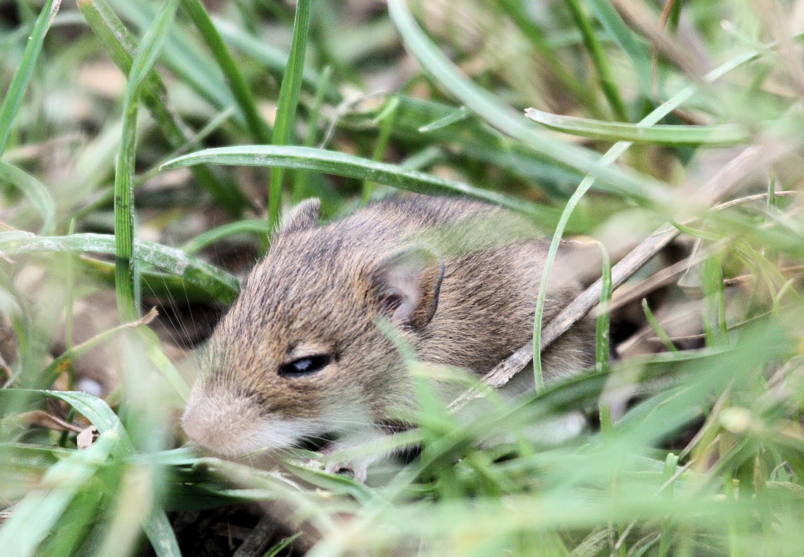 Cholsey Wildlife: September 2011