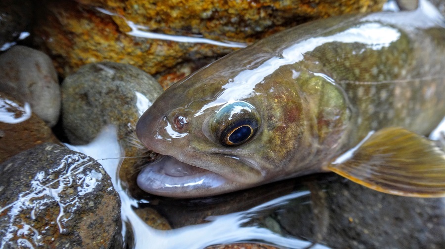 It's Tokyo Style: Salvelinus trip for the first time in almost a year