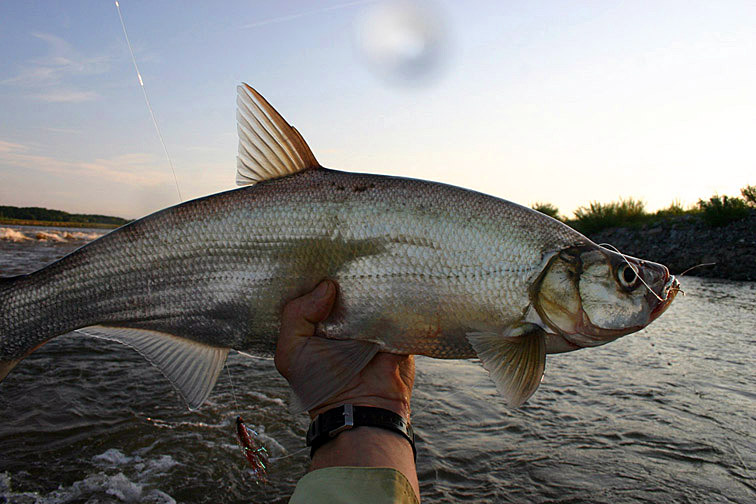 Flyfishing Russia: Amur River near Khabarovsk, at the dike (August 06 ...