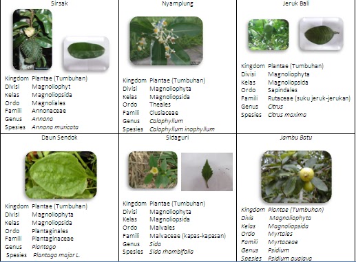 Morfologi Tumbuhan (Mortum) | Biology Study Center