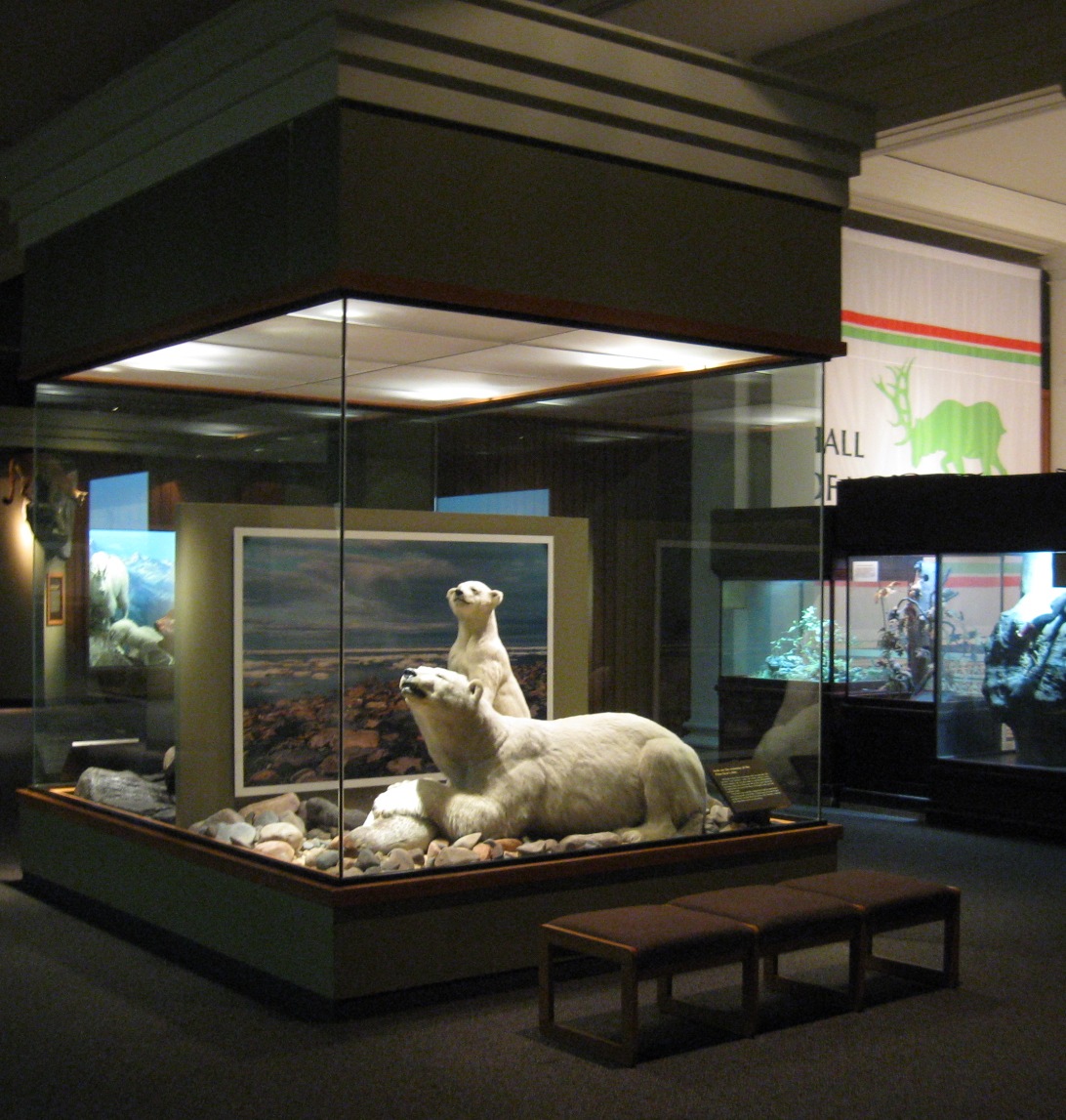 randuwa: Carnegie Museum of Natural History: The Dioramas!