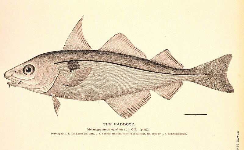 The Haddock Fish