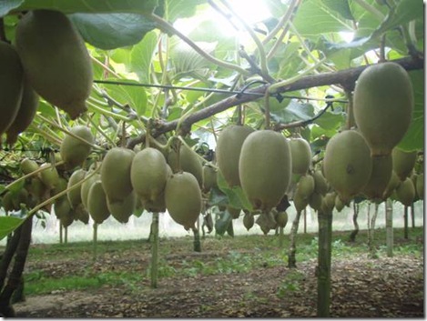 NONI NATURALEZA: kiwi