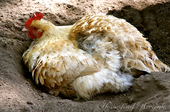 Homestead Revival: Happy Chickens