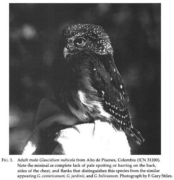 Species New to Science: [Ornithology • 1999] Glaucidium nubicola ...