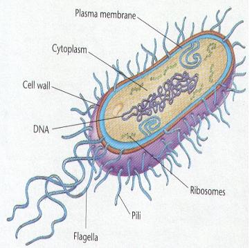 Biology Notes Class 11 - Bacteria