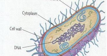 Biology Notes Class 11 - Bacteria