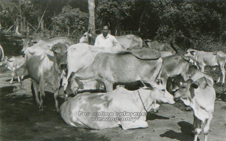 Blog To Express: Ways Done in the Past - Rural Farming