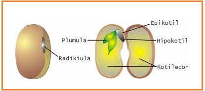 BIOLOGI GONZAGA: SKL 7 - PERTUMBUHAN