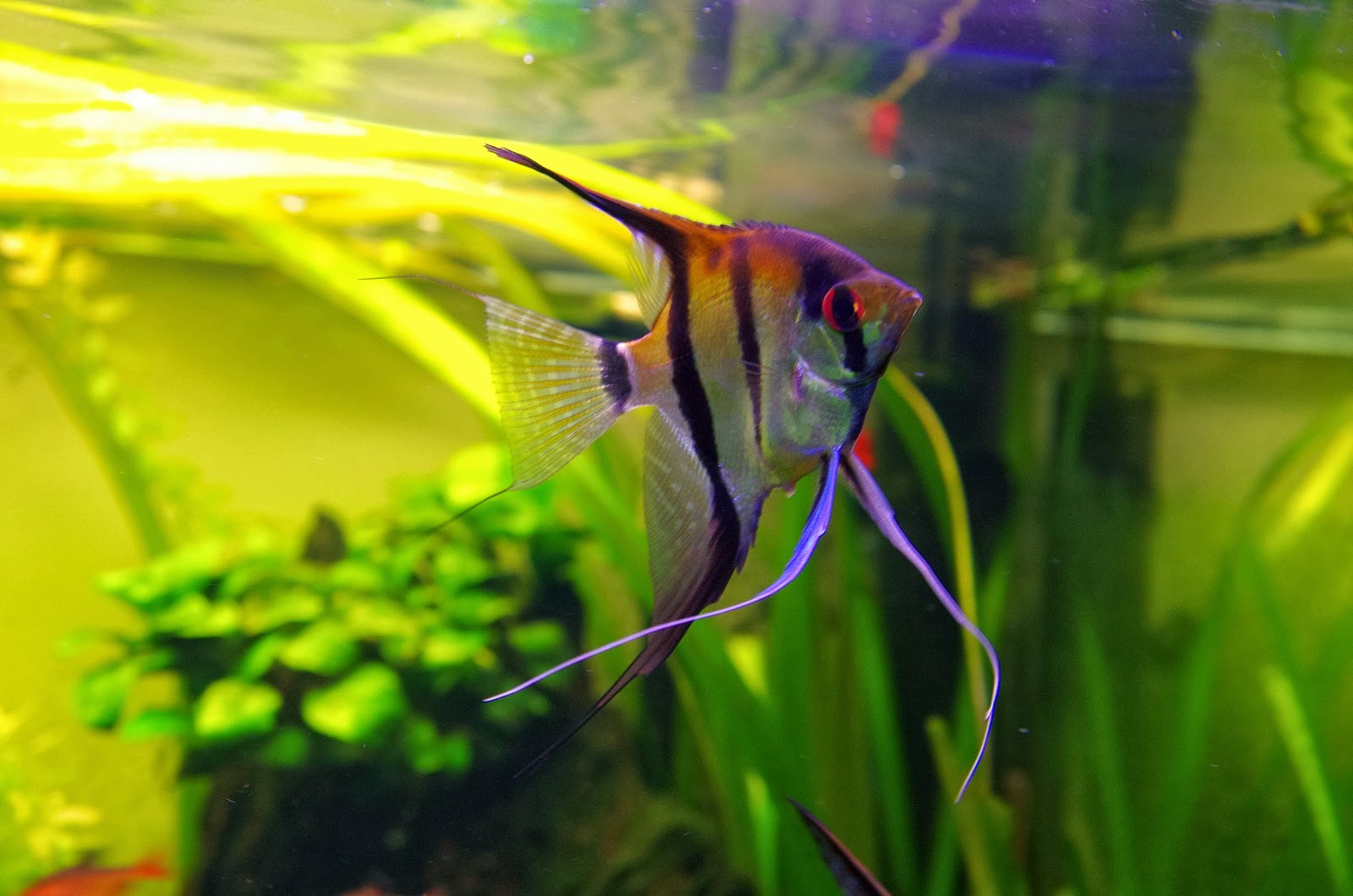 La vie de mon aquarium: Photos de mes Scalaires