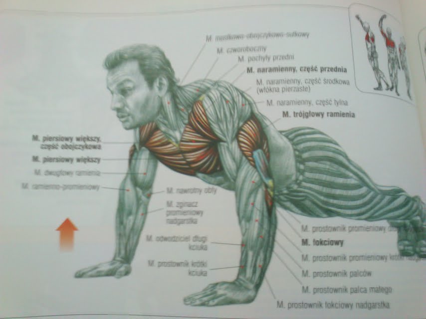 | SPORT | TRENING | DIETA: Pompki