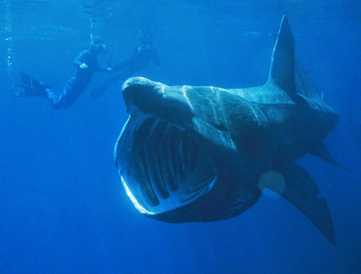 Canarian Sea: Riesenhai – Cetorhinus maximus