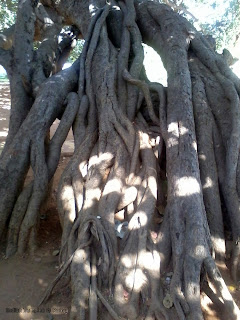 Pillalamarri Banyan Tree in Mahabubnagar - Indian Temples List