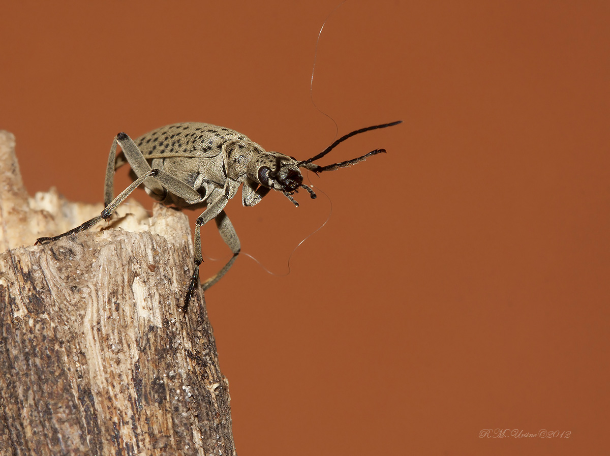Descubriendo Artrópodos: abril 2013