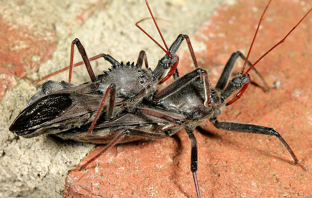 The Love Bugs | The Ark In Space