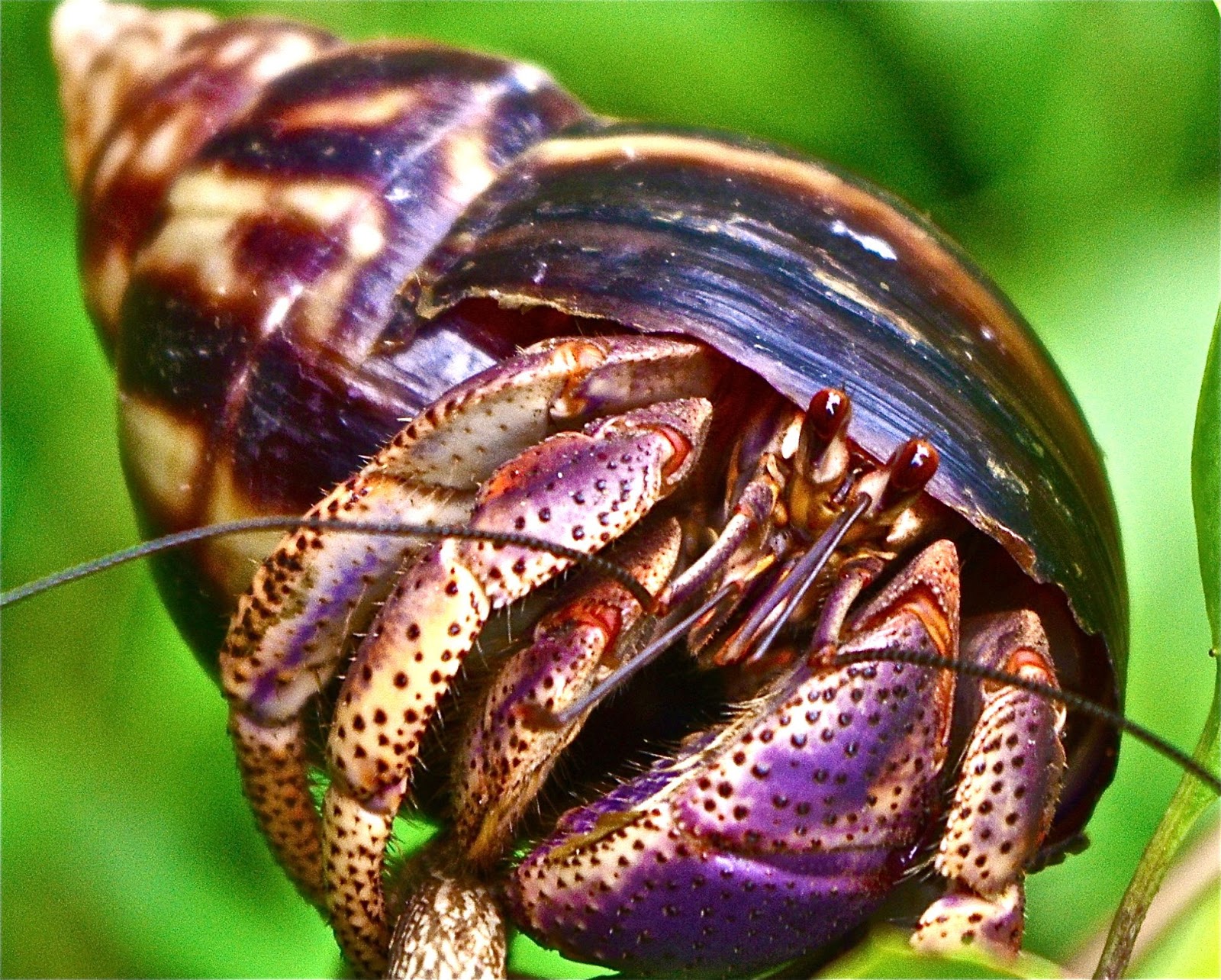 Persil et oignon pays: Mon ami le bernard-l'hermite