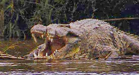 Crocodylus niloticus | Nile crocodile ~ Animal Pics On The World