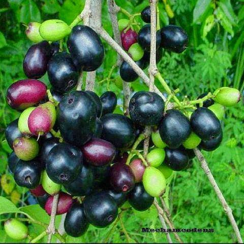 On Kamachile, Duhat and Sineguelas