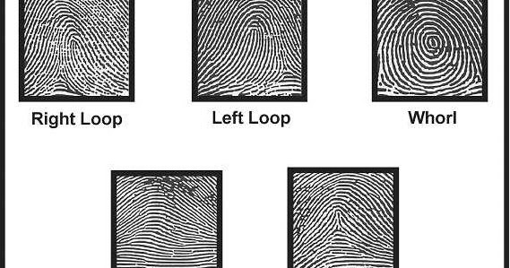 Bhartiya Jyotish: Significance Of Different Ridges On Fingertips(Shankh ...