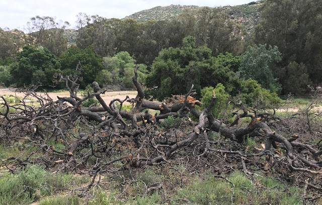 Iverson Movie Ranch: Off the Beaten Path: Corriganville's mighty oak ...