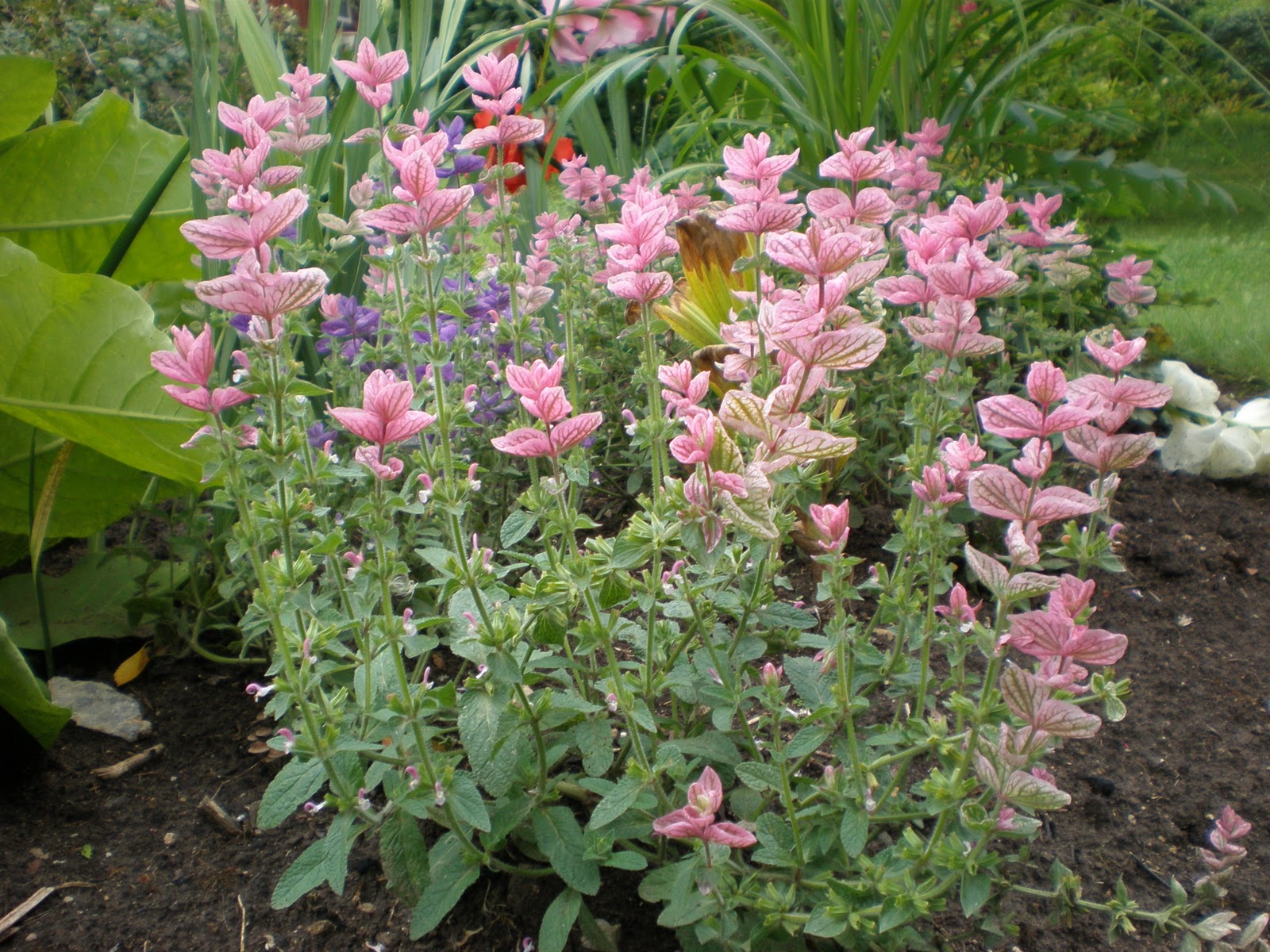 Helle ja Aini aed: Pildimeenutused suvest